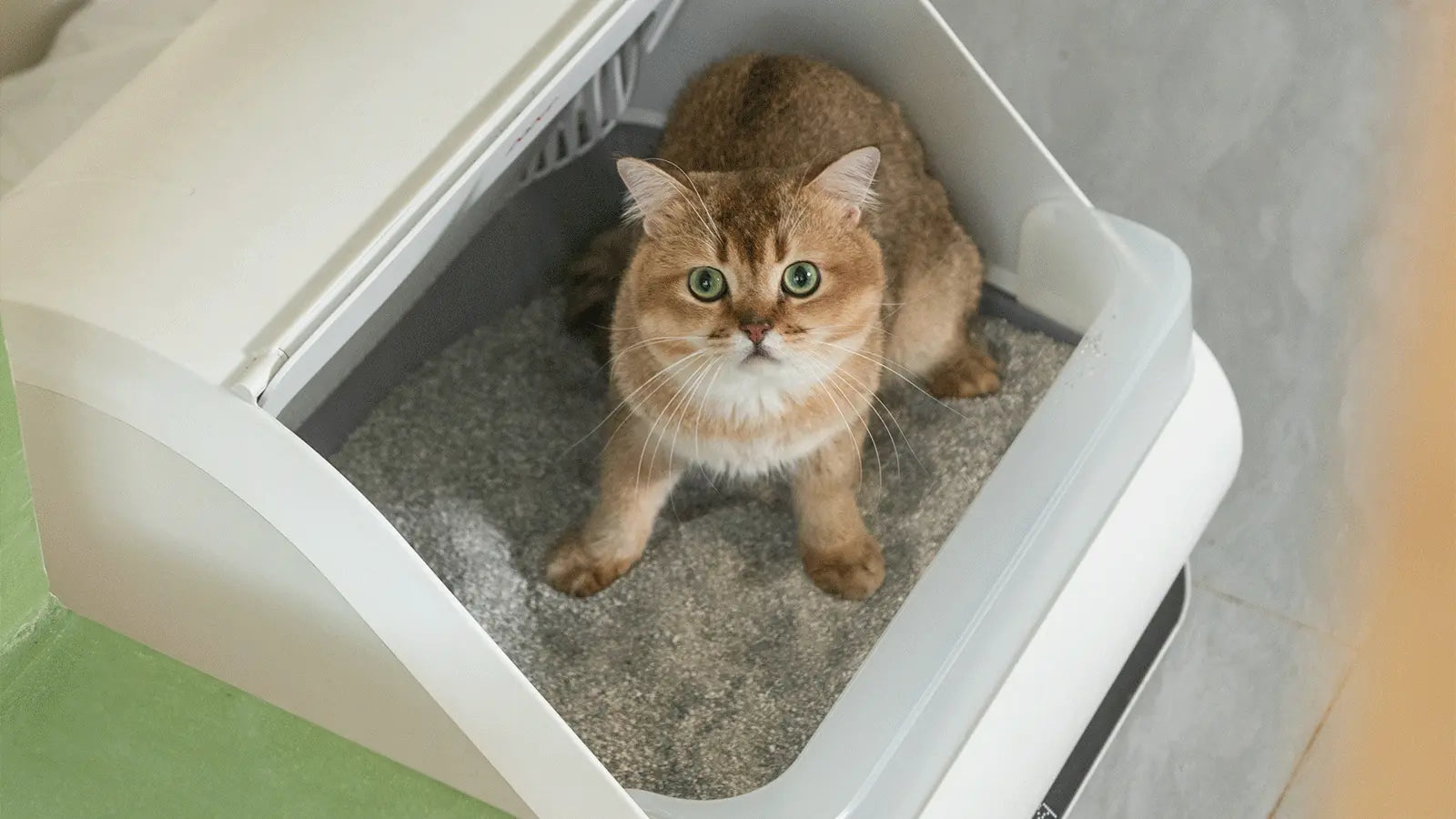 Pre-Owned Units Now Available – Popur